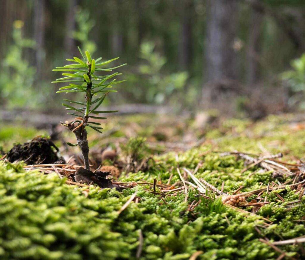 News & Insights – Donaldson Timber Systems